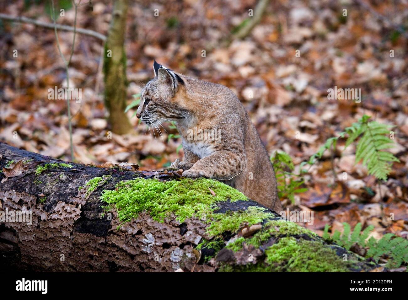 European Lynx, felis lynx Stock Photo - Alamy