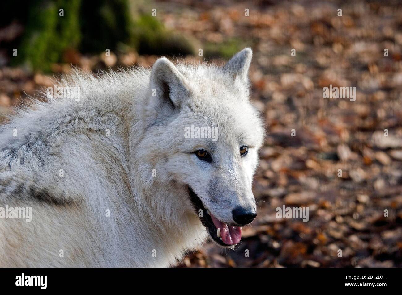 Portrait of Arctic Wolf, canis lupus tundrarum Stock Photo - Alamy
