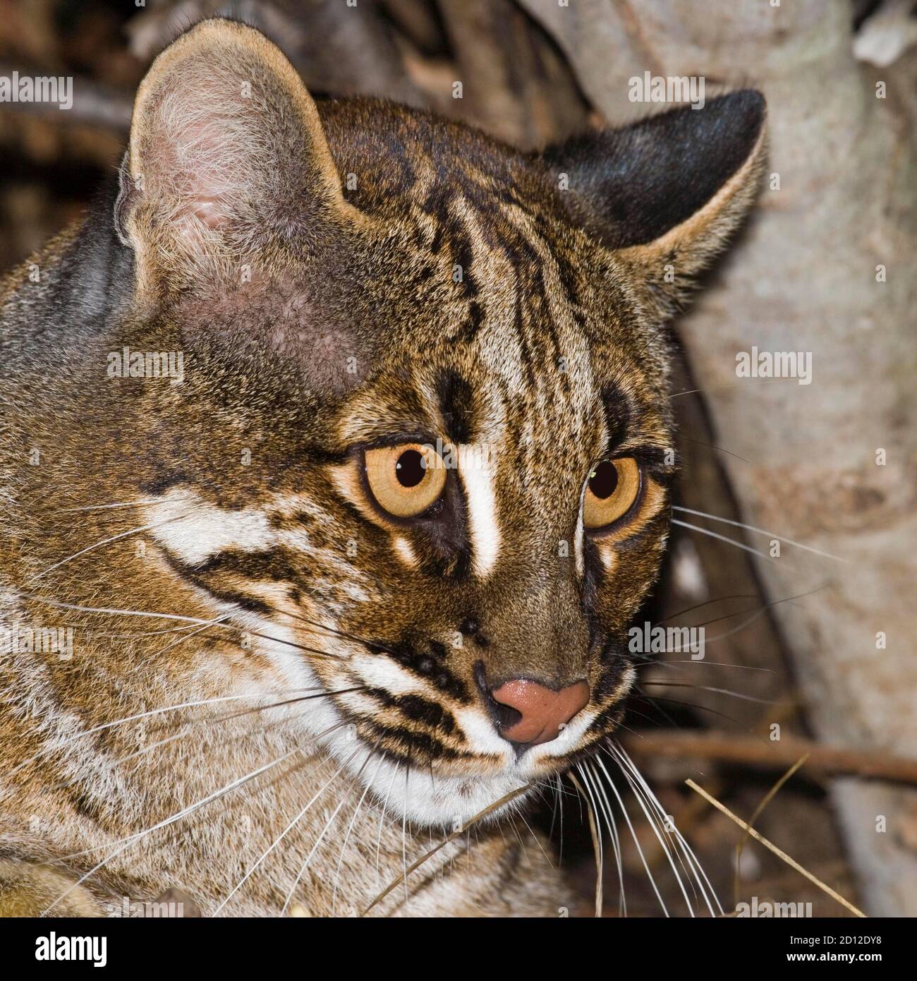 Temmincks cat hi-res stock photography and images - Alamy