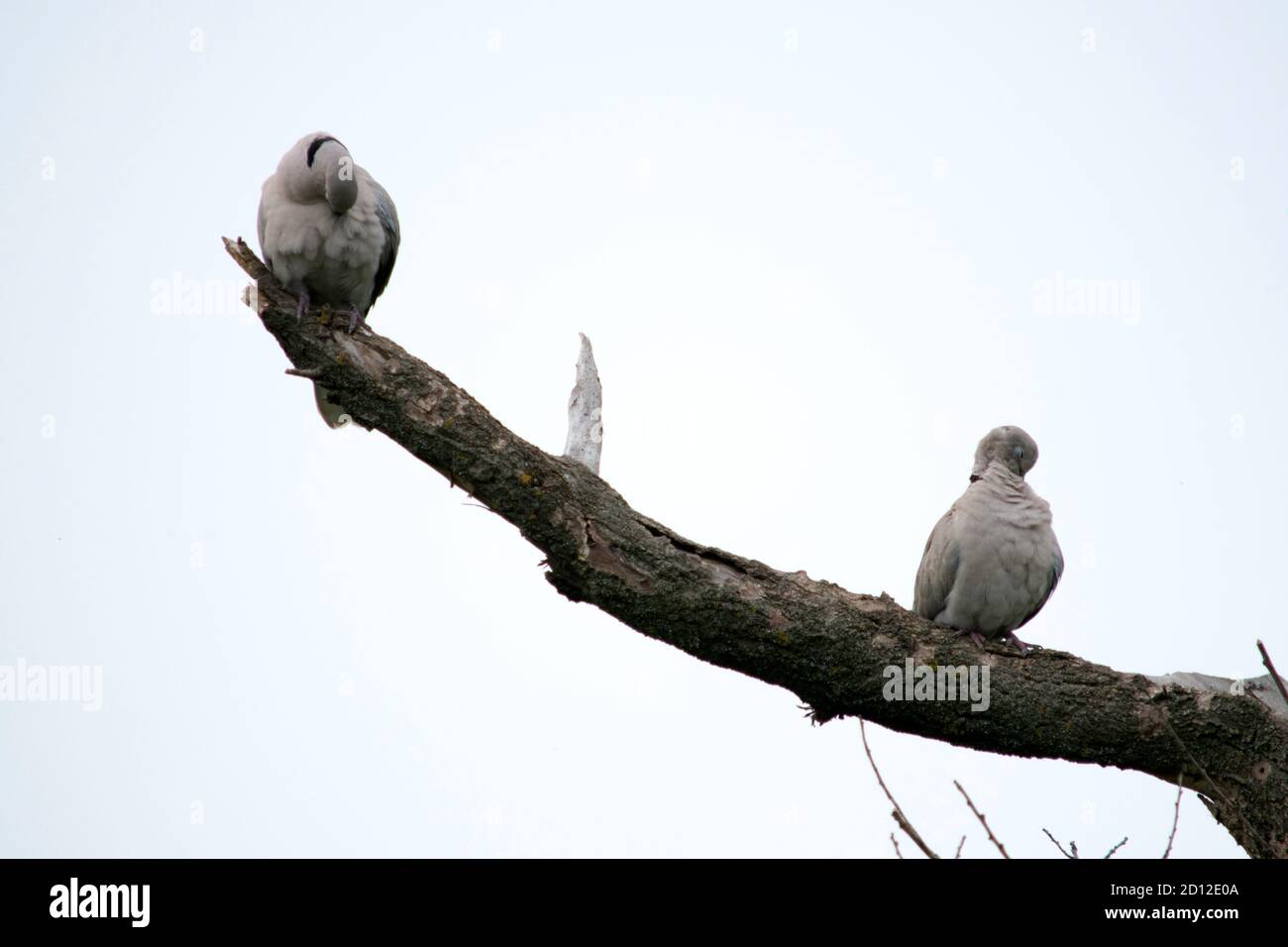 Two turtle doves hi-res stock photography and images - Alamy