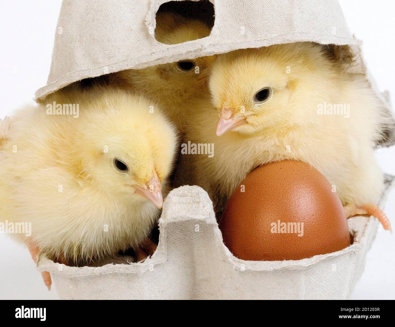 Chicks standing in Egg Box against White Background Stock Photo - Alamy