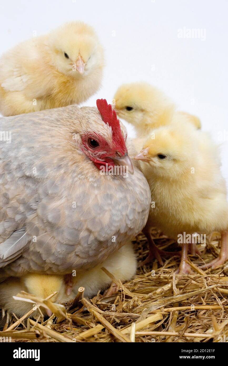 Barbu d'Uccle Domestic Chicken, a Breed from Belgium, Hen and Chicks ...