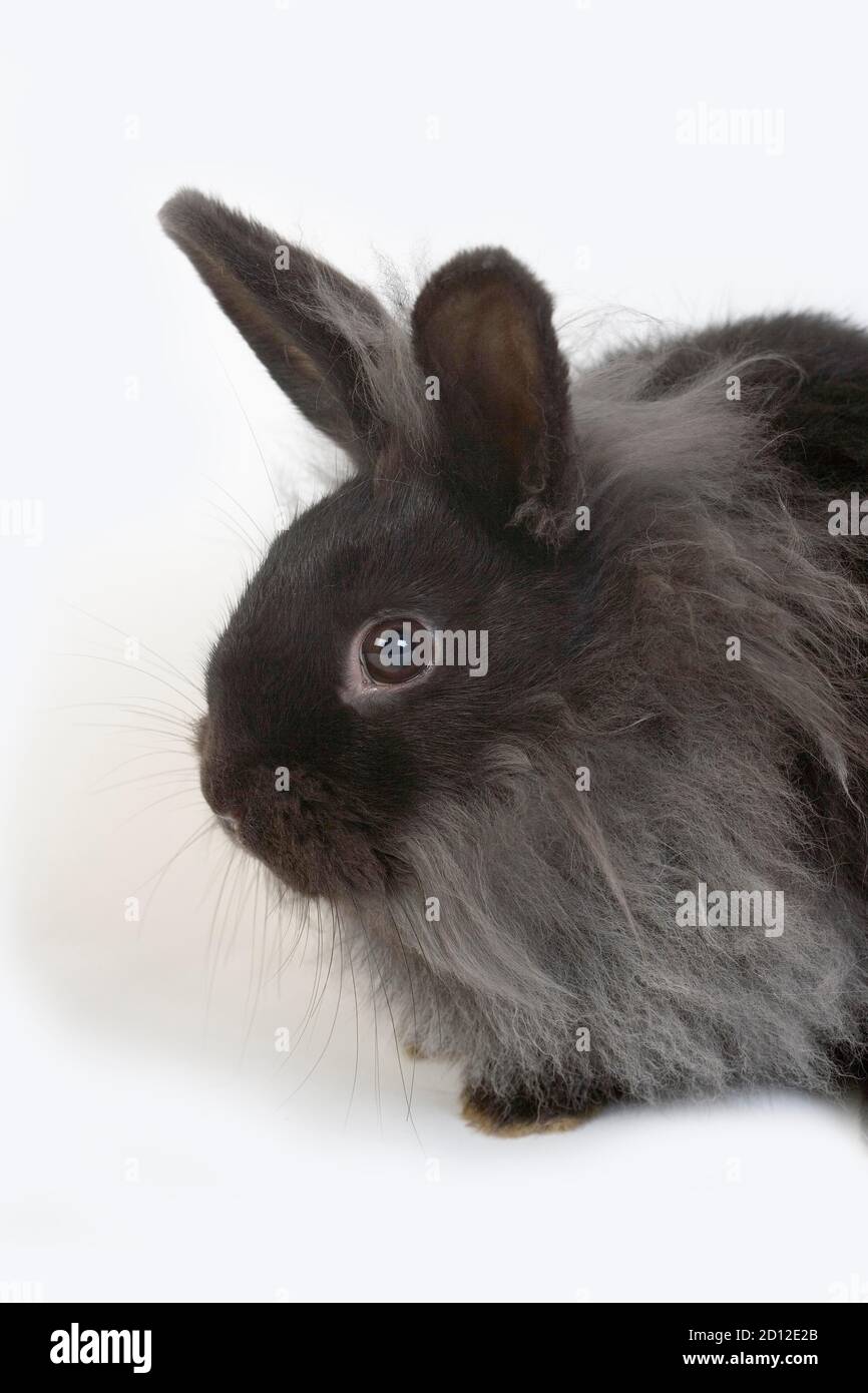 Black Dwarf Rabbit against White Background Stock Photo - Alamy