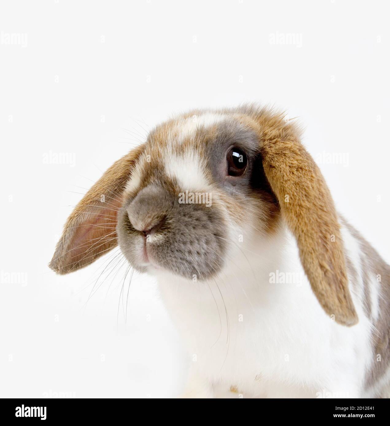 Lop-Eared Domestic Rabbit against White Background Stock Photo - Alamy