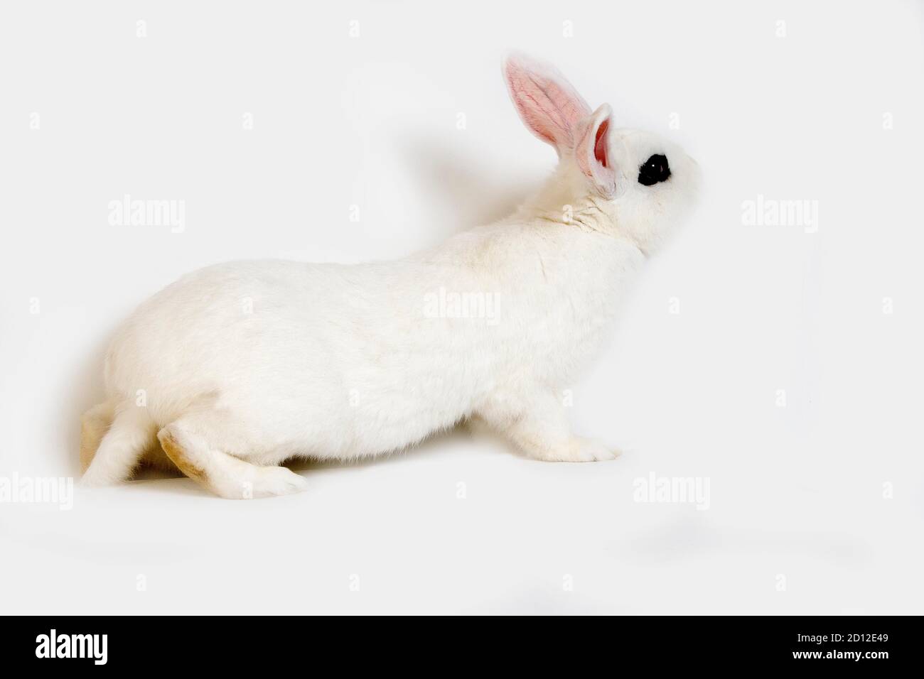 Breed from normandy hi-res stock photography and images - Alamy