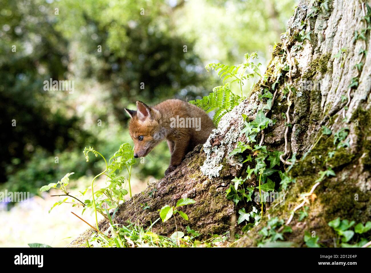 Red Fox, vulpes vulpes, Cub standing at Den Entrance, Normandy Stock Photo - Alamy