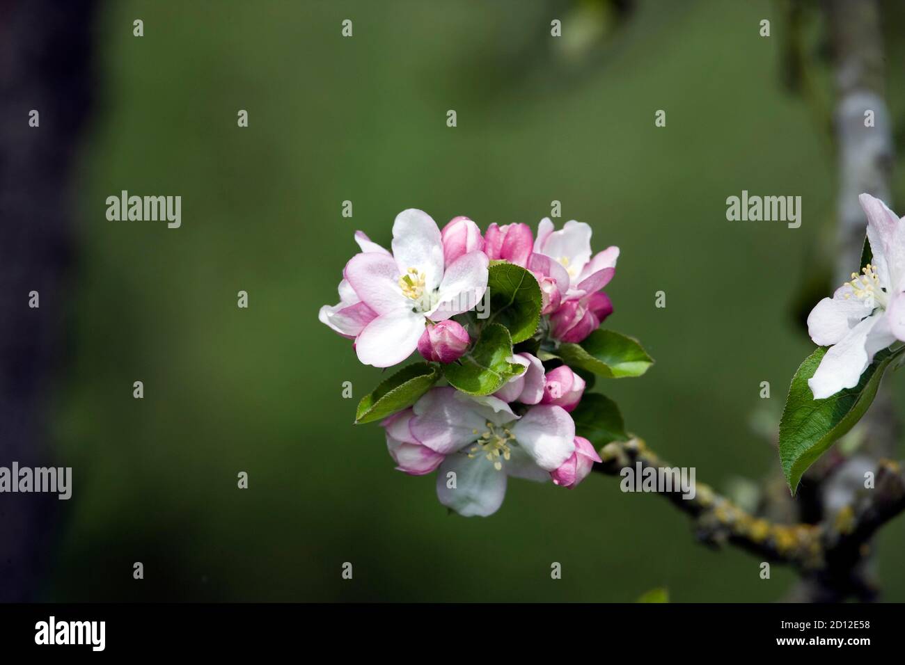 Blooming Appletree in Normandy Stock Photo - Alamy