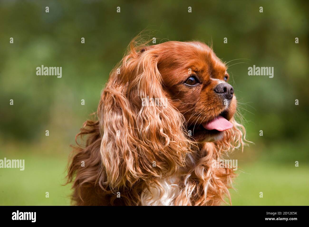 Cavalier King Charles Spaniel, Portrait of Male Dog Stock Photo - Alamy