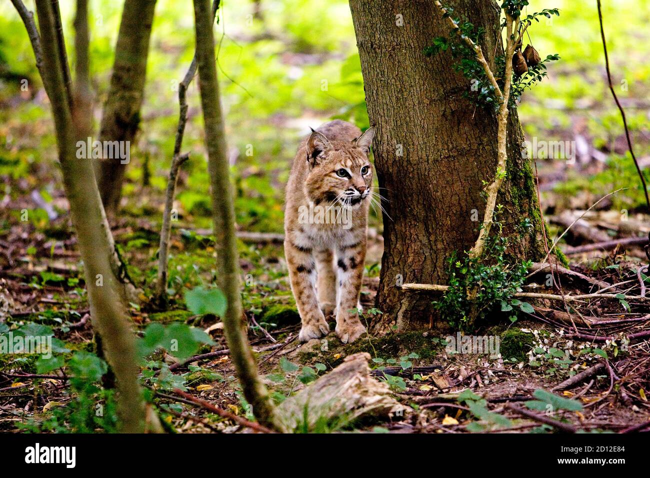 European Lynx, felis lynx Stock Photo - Alamy
