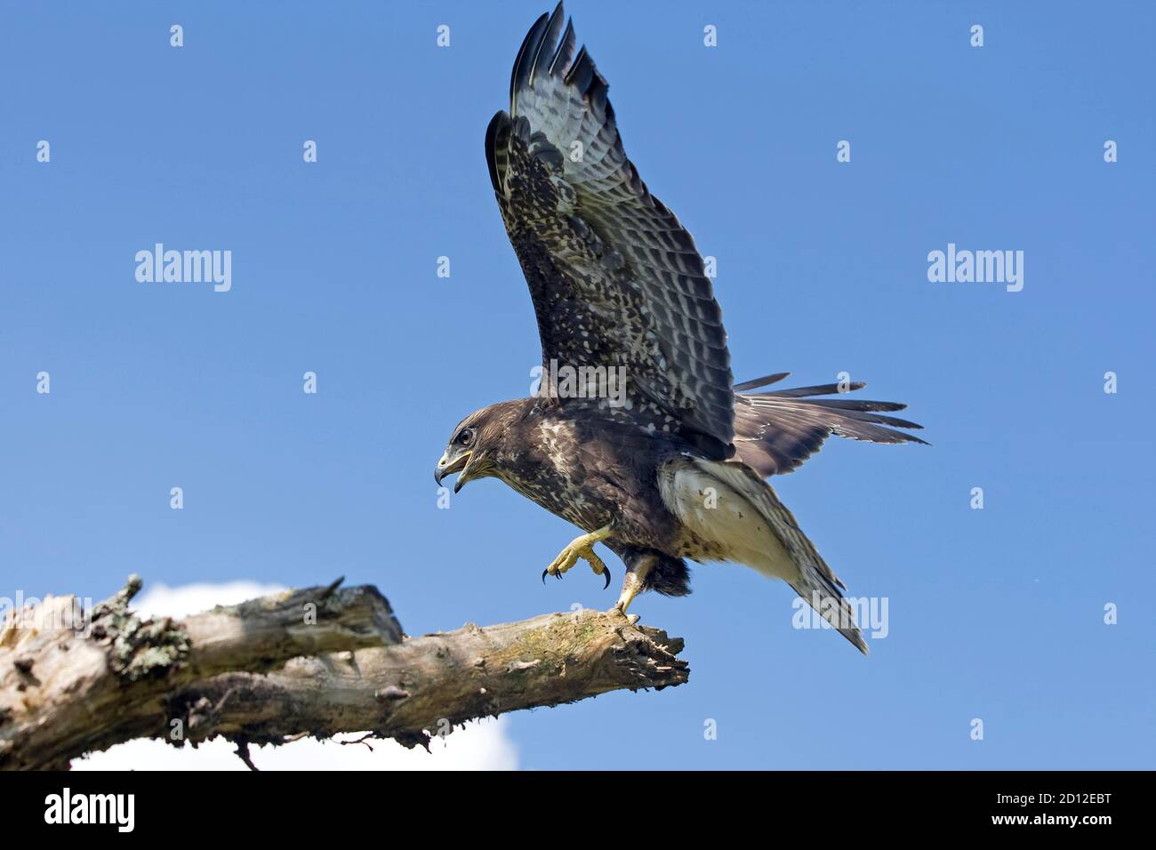 Common Buzzard, buteo buteo, in Flight, Landing on Branch, Normandy ...