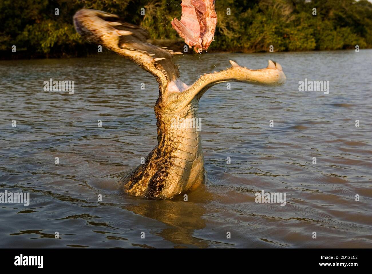 Spectacled Caiman, caiman crocodilus, Adult eating, Los Lianos in ...