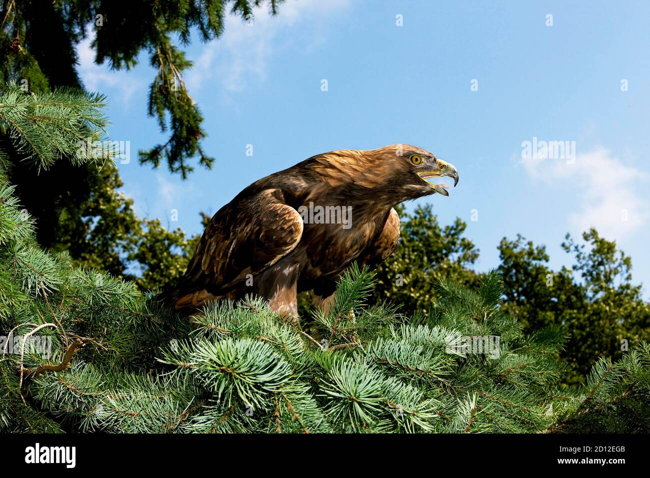 Golden eagle aquila chrysaetos calling hi-res stock photography and ...