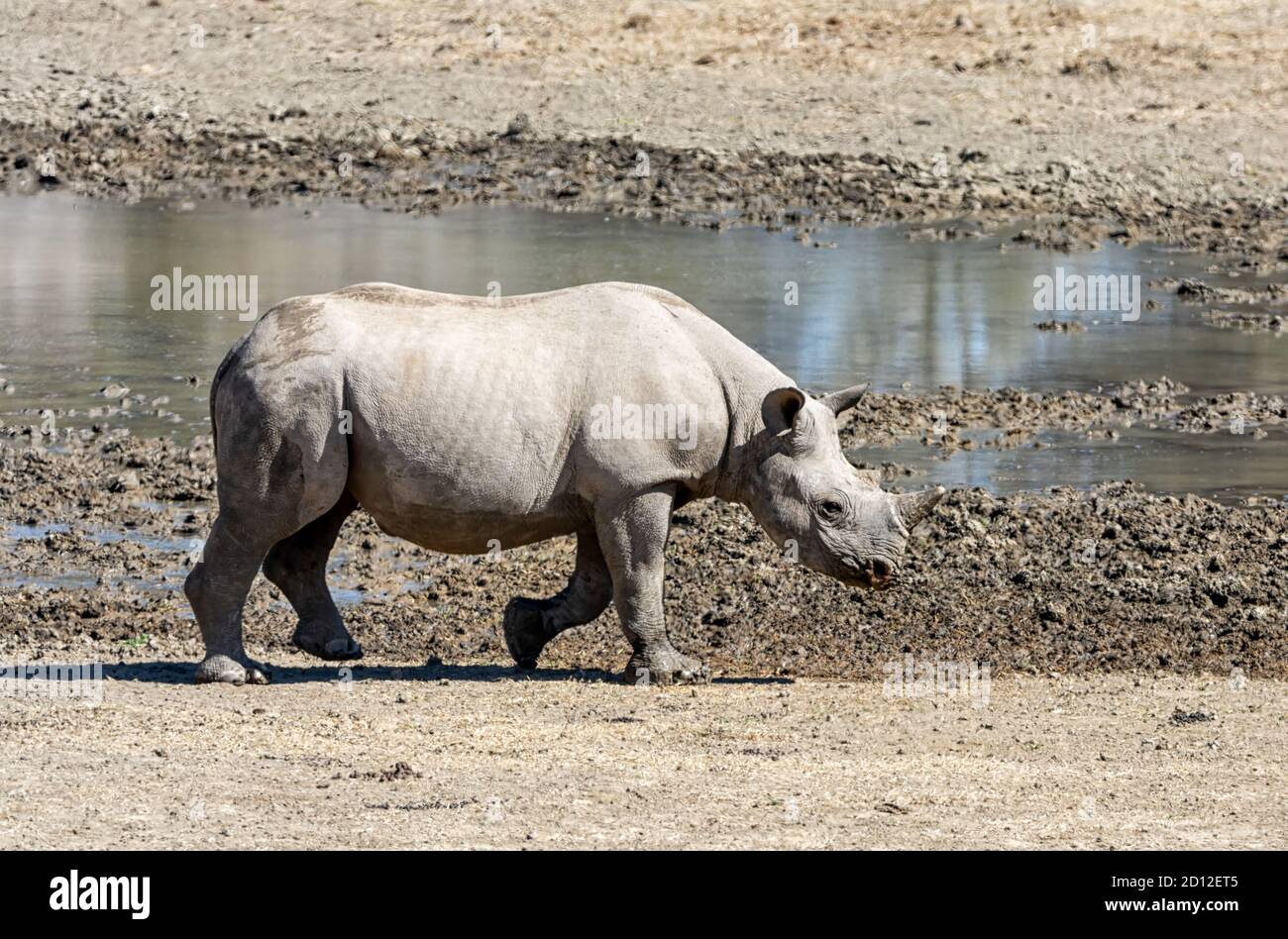Rhino calf birds hi-res stock photography and images - Alamy