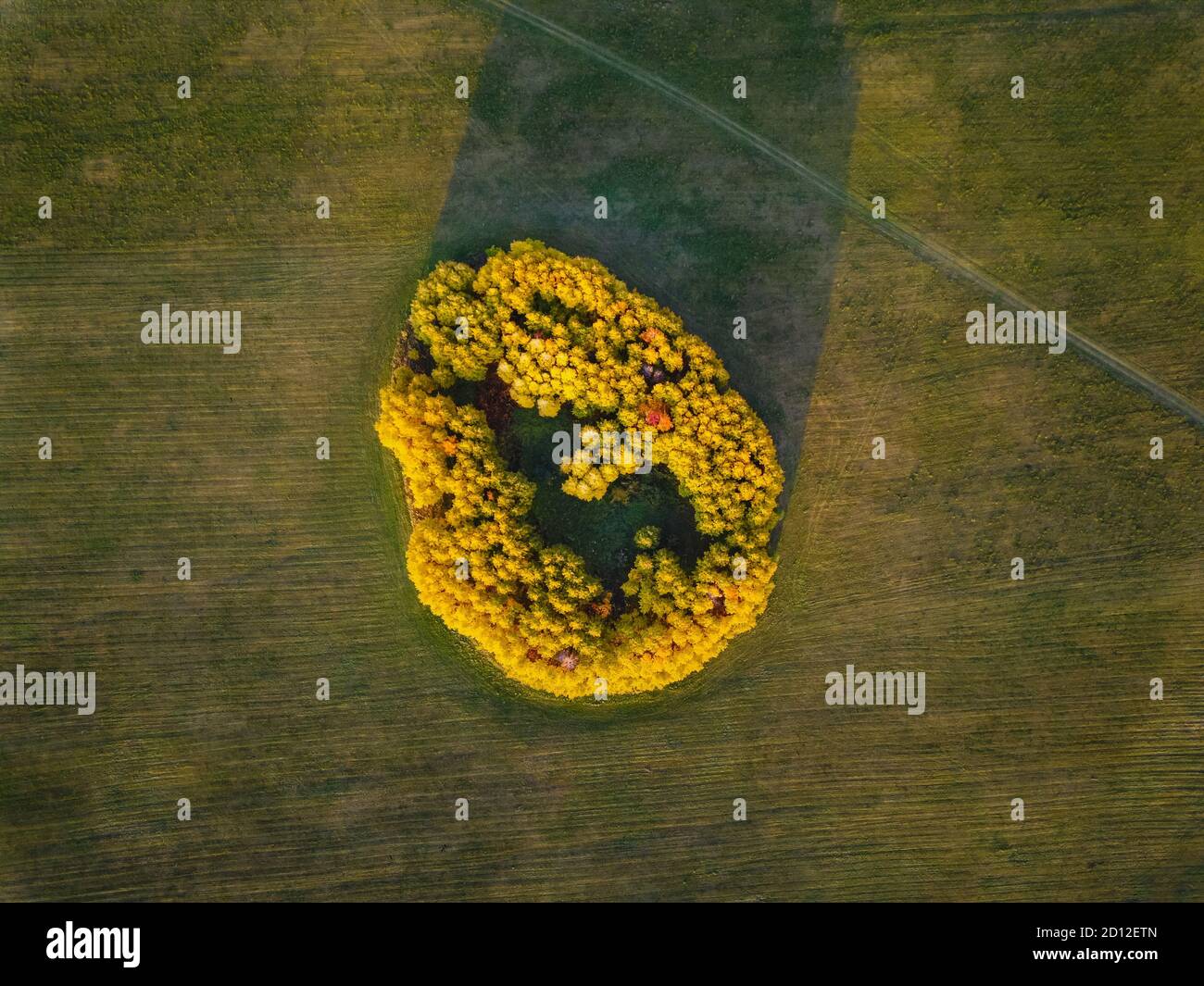 Beautiful yellow island of autumn trees on a green field. Top view ...