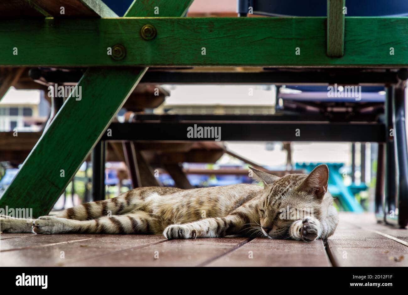 The cute cat sleeping under the green wooden table. Street cat ...