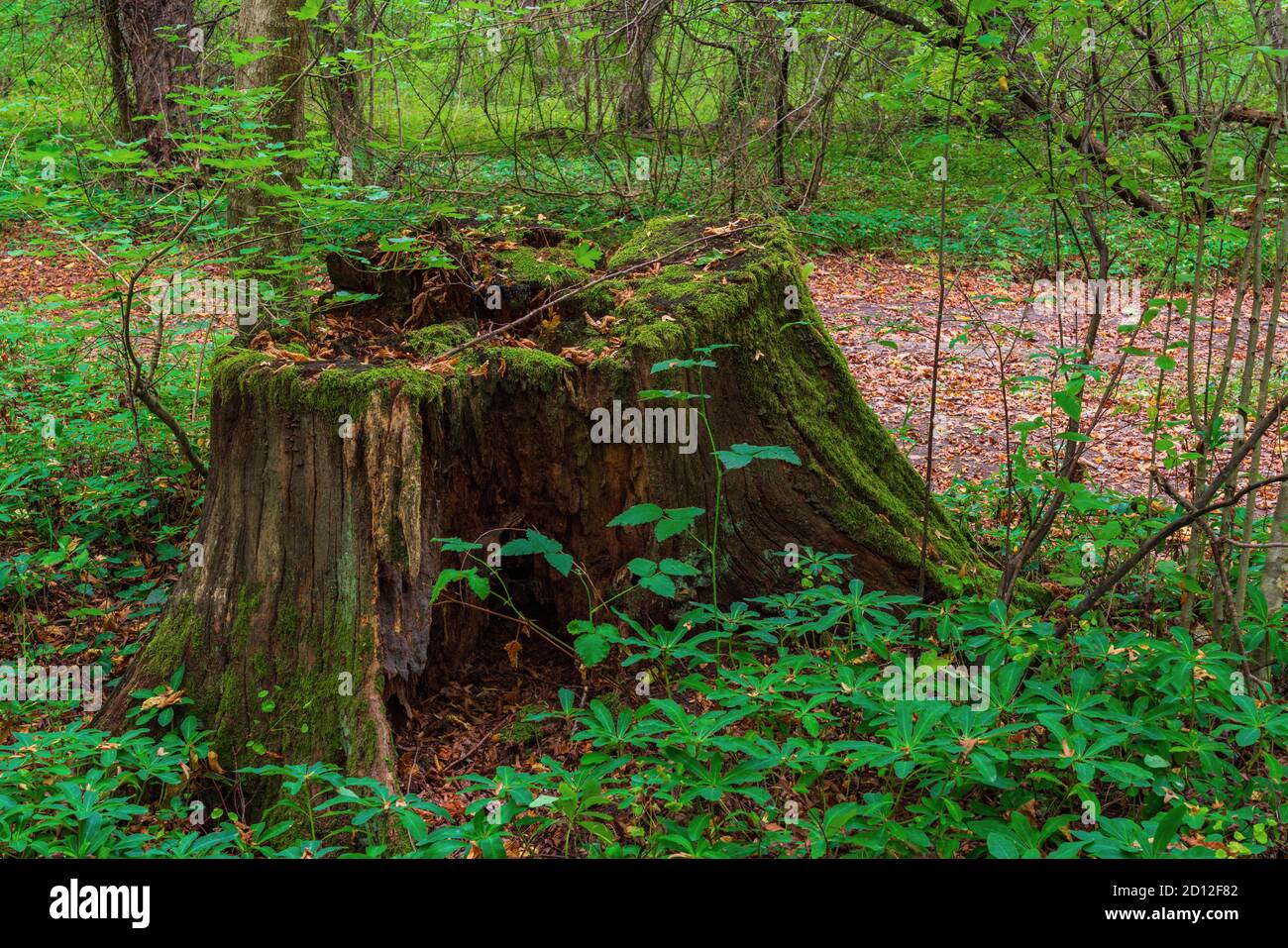 Beautiful dark old stump hi-res stock photography and images - Alamy
