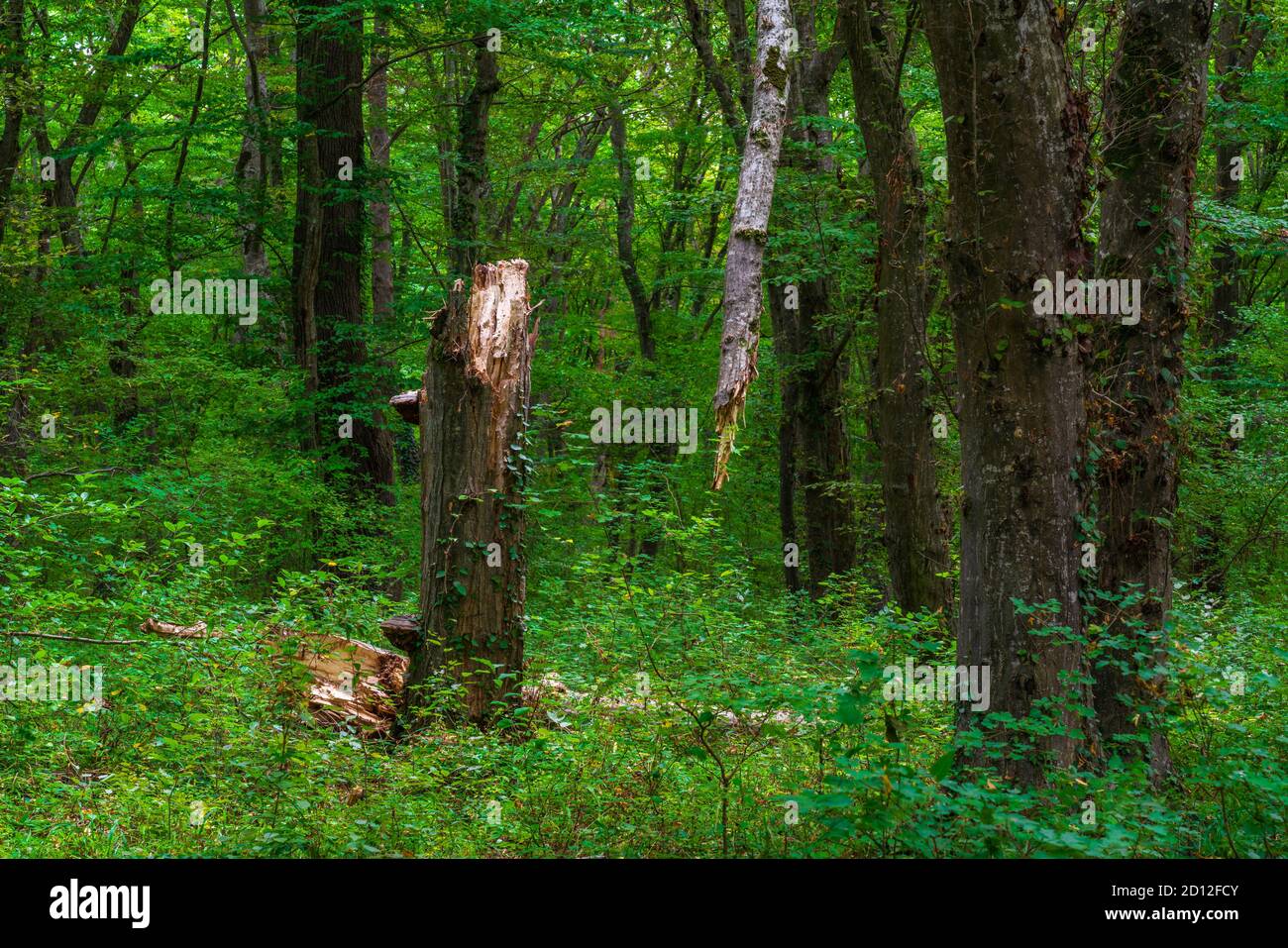 Dead dried up tree in forest hi-res stock photography and images - Alamy