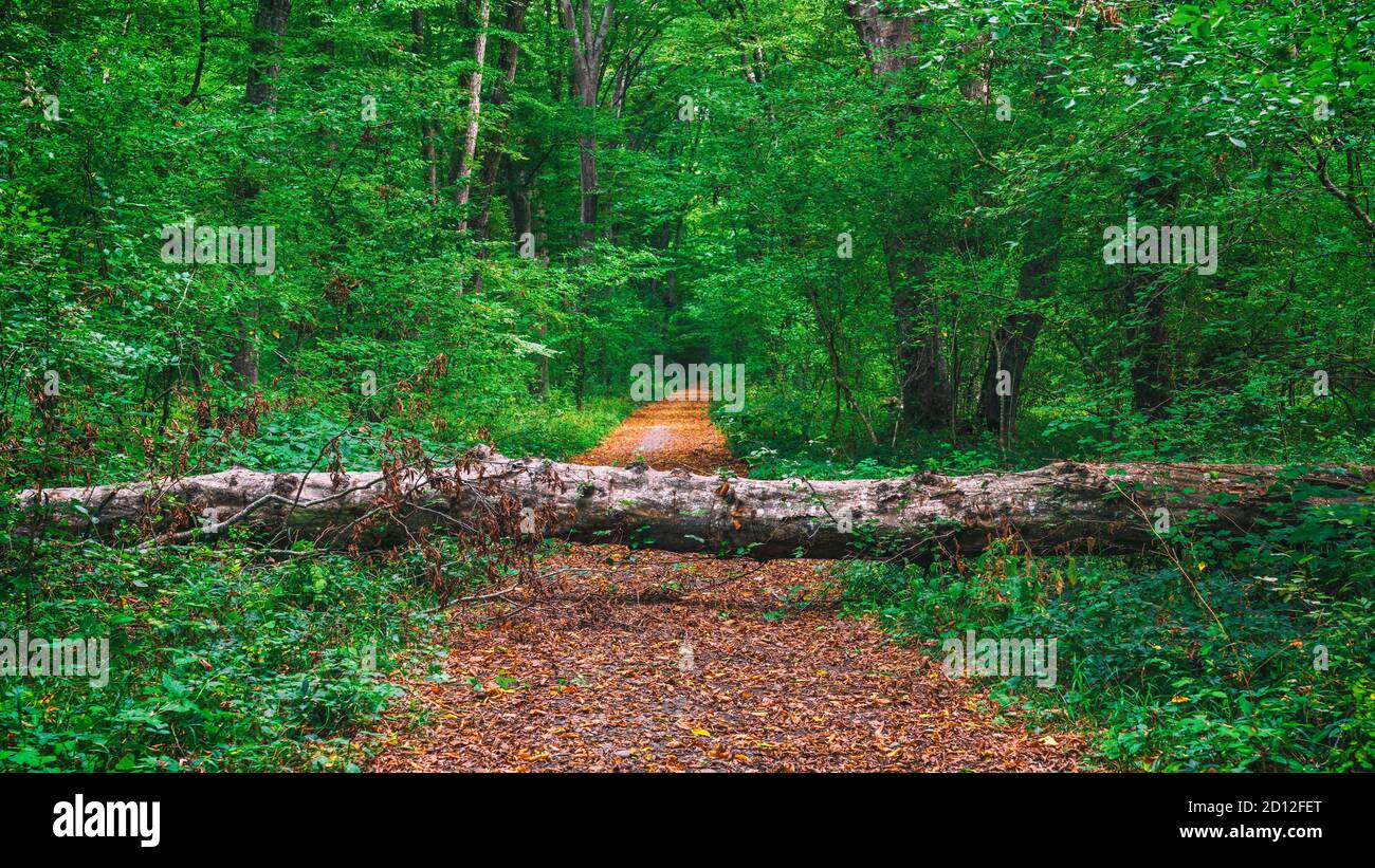 A fallen tree in forest blocked way Stock Photo - Alamy