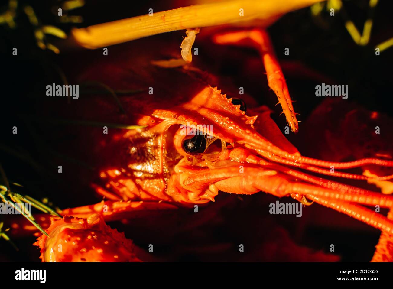 Edible crayfish hi-res stock photography and images - Alamy