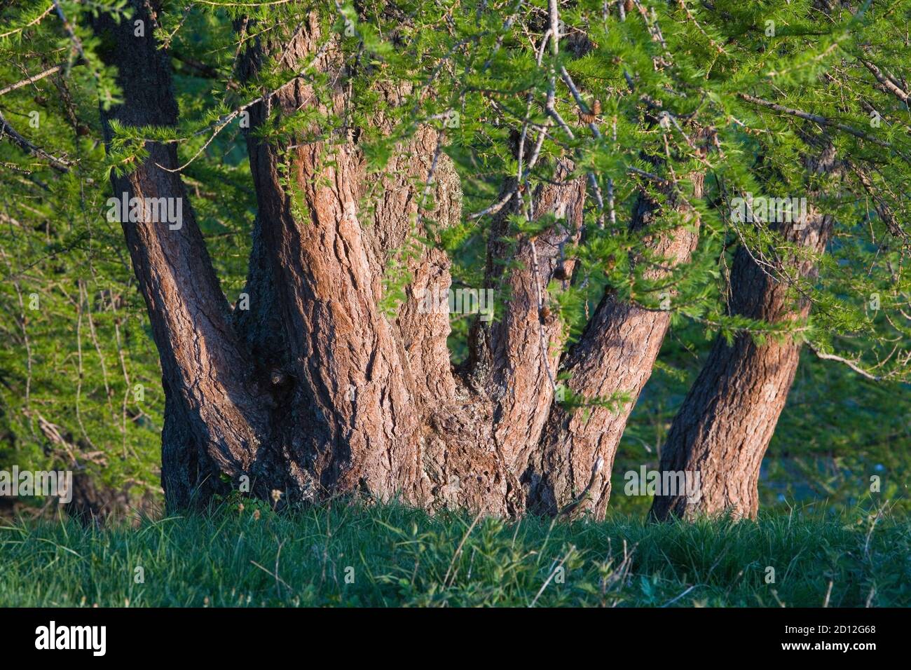 geography / travel, France, Alpes-Maritimes, tree at Lac de Grenouilles ...
