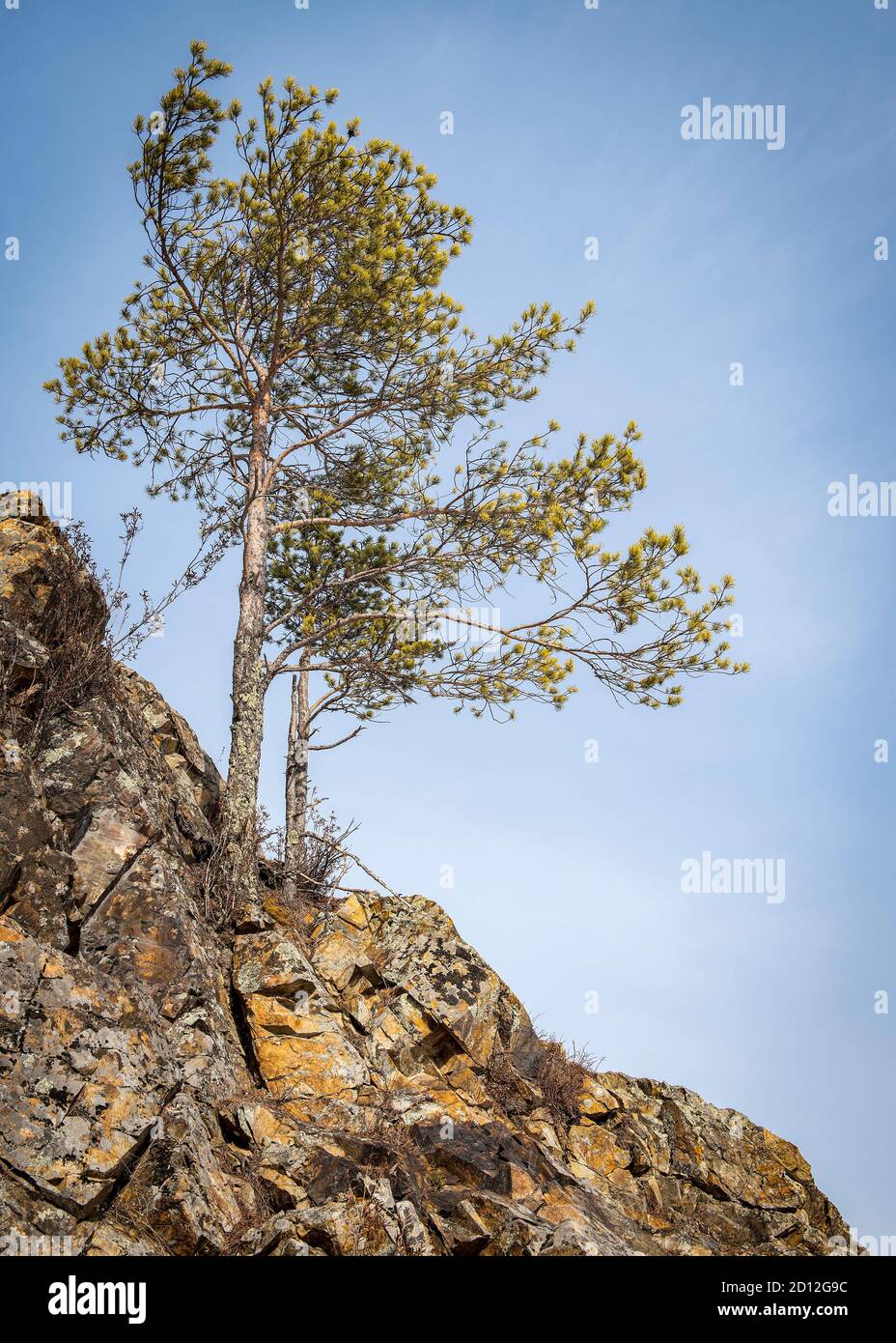 Pine trees on a rocky cliff in Mountain Altai, Russia Stock Photo - Alamy