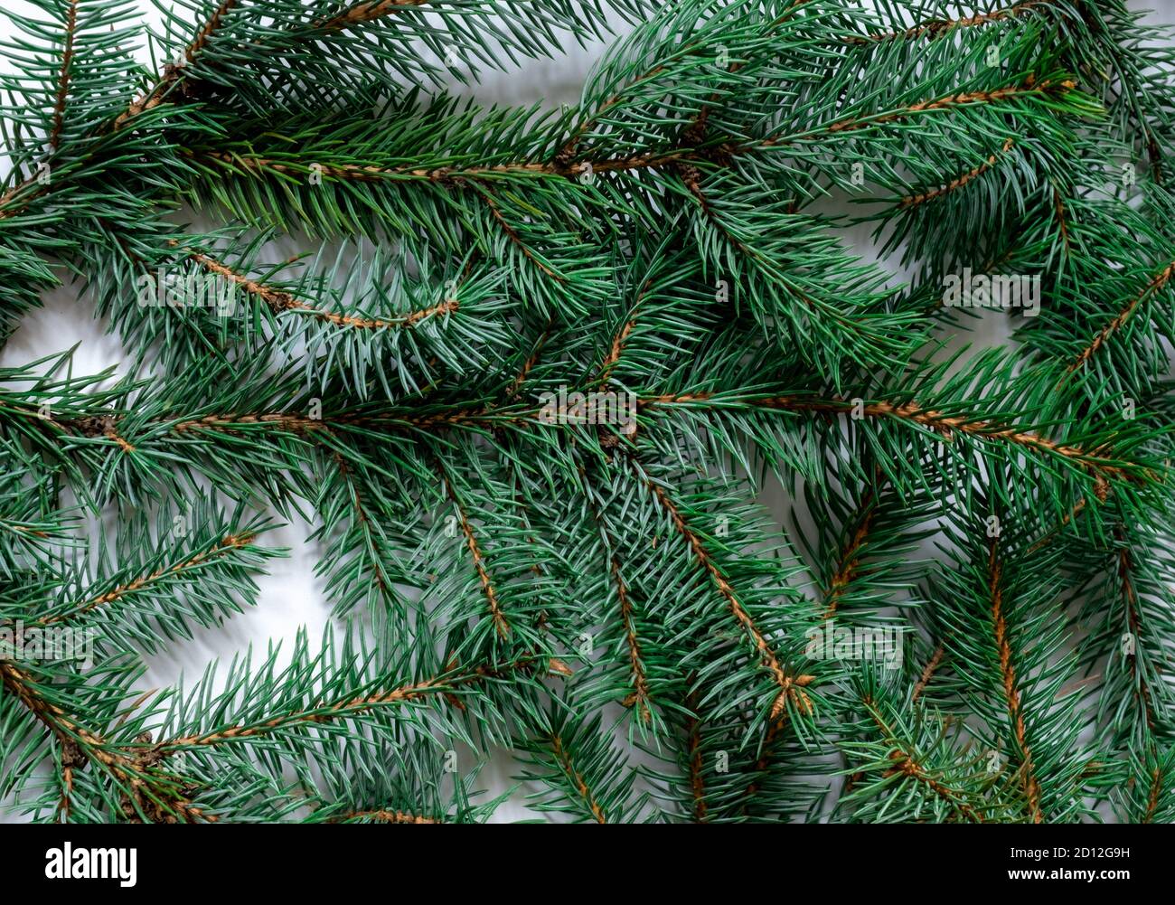 Fur or Pine Tree Branches on a white background Stock Photo - Alamy