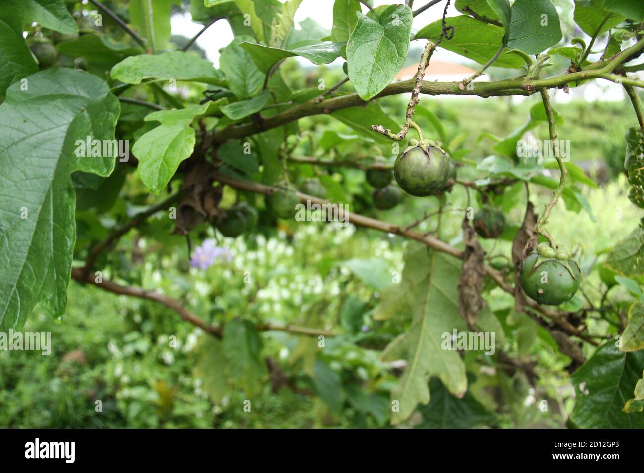Mangosteen tree hi-res stock photography and images - Alamy