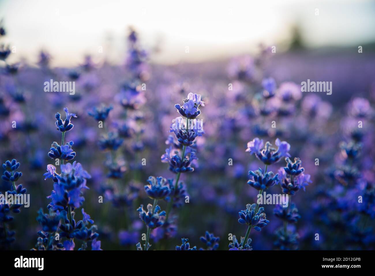 Sunset over a violet lavender field in Greece Stock Photo - Alamy