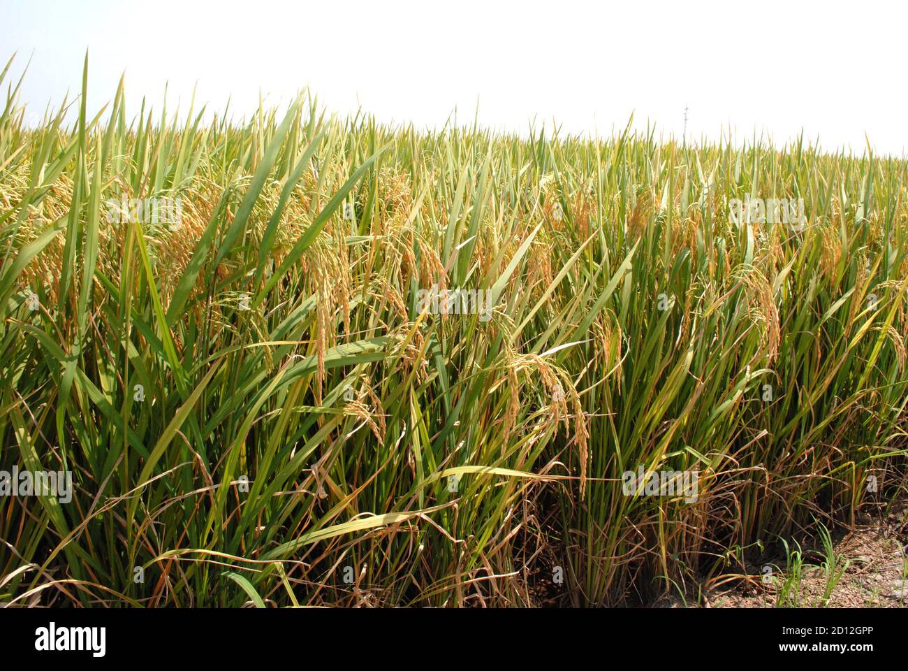 Paddy grow in field, Malaysia Stock Photo - Alamy