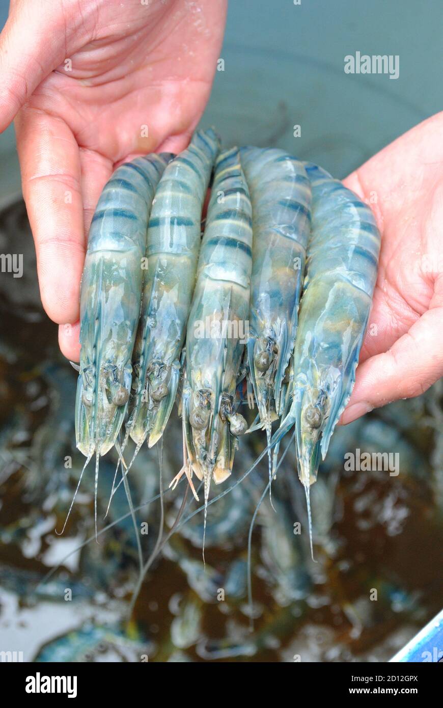 Tiger prawns harvest Stock Photo - Alamy