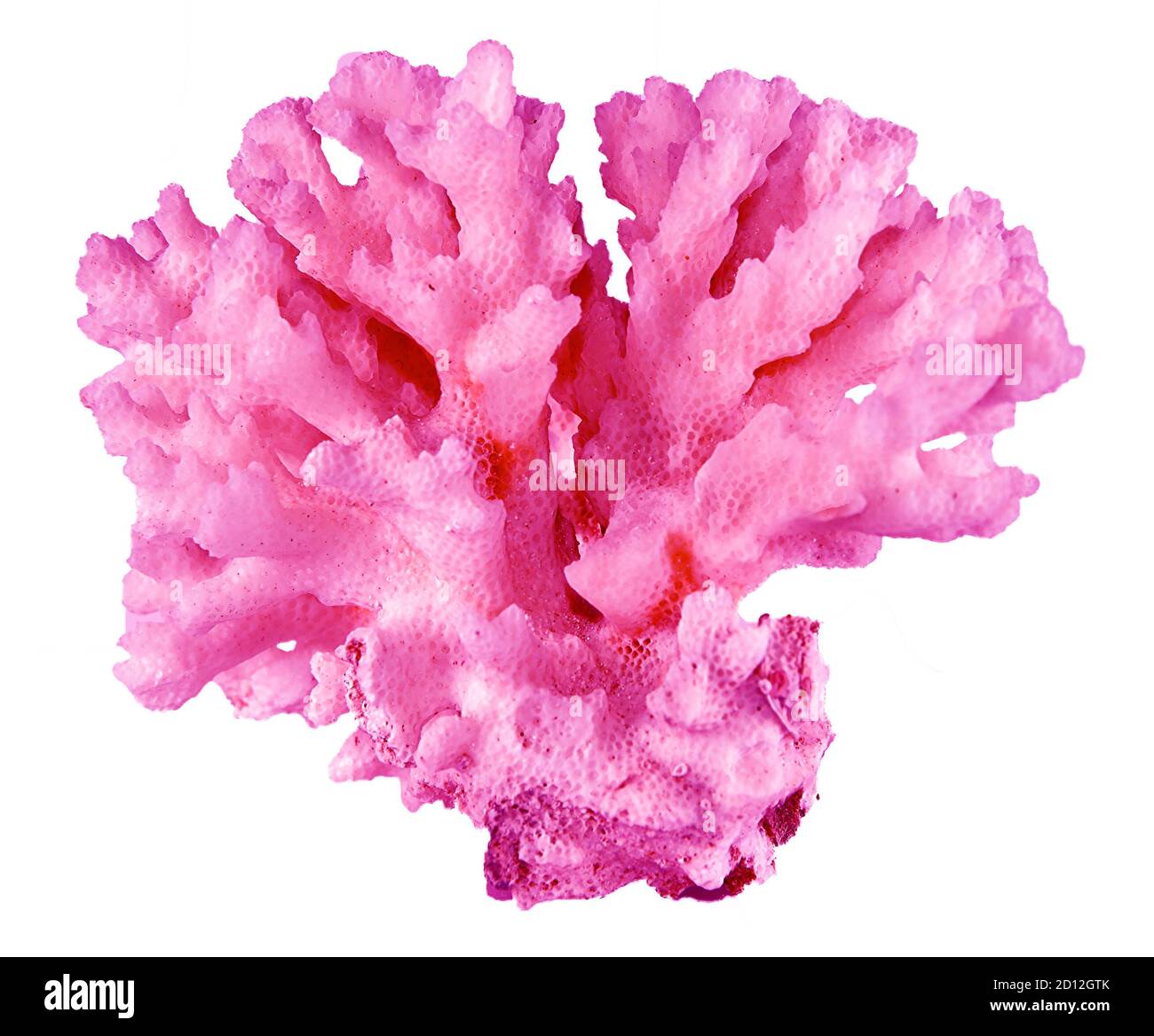 coral isolated on white background Stock Photo - Alamy