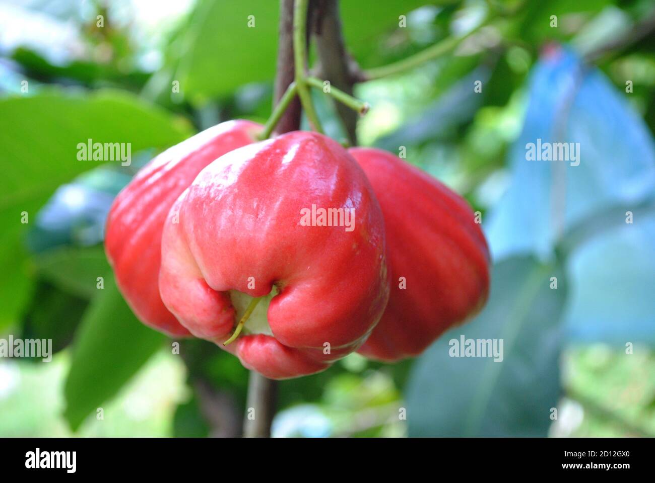 Bell fruits hi-res stock photography and images - Alamy