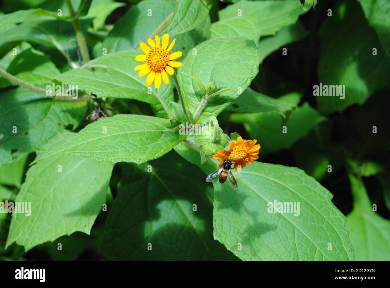 Bee picking nectar Stock Photo - Alamy