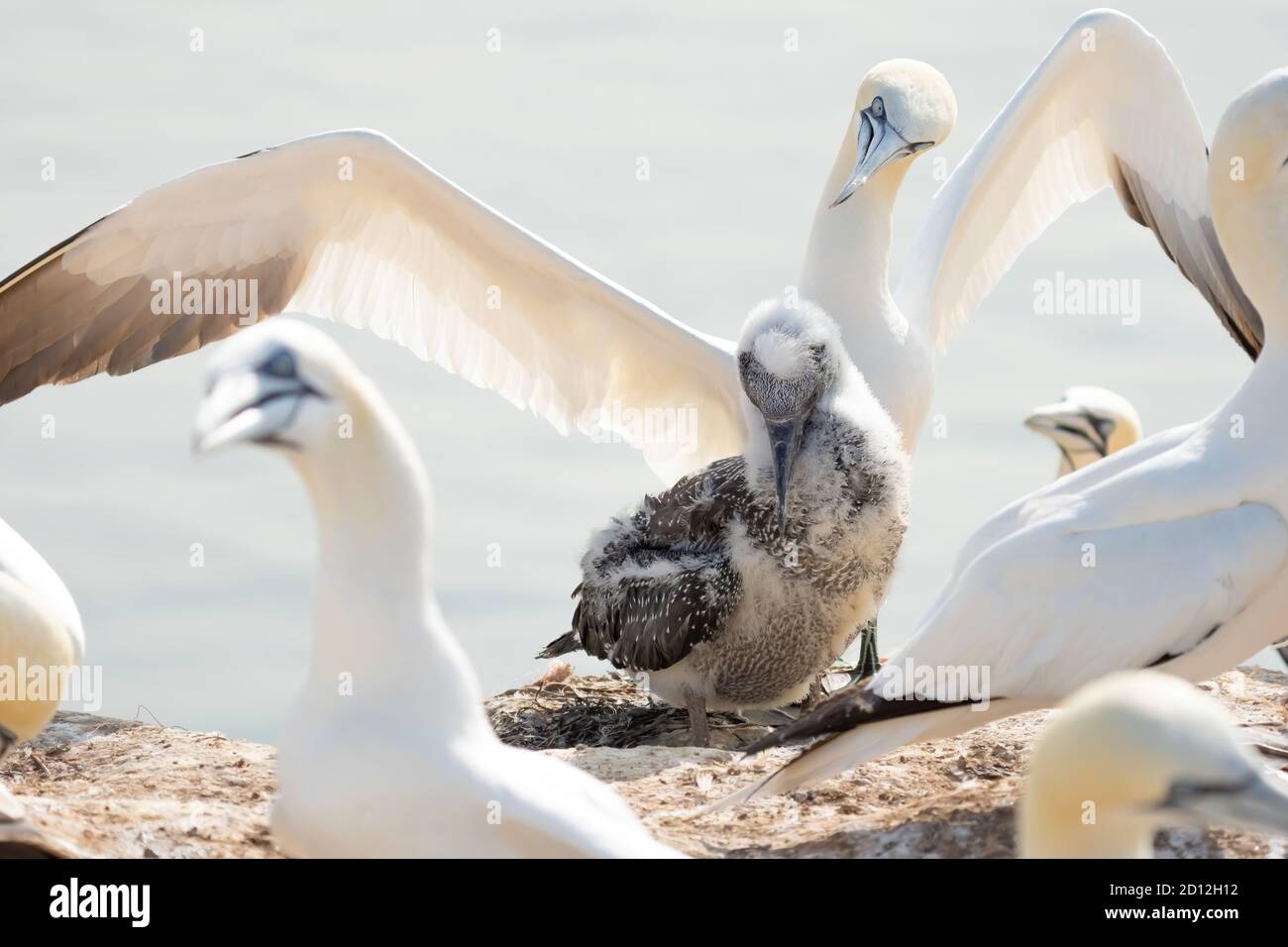 Fresh close-up of young northern gannet standing in front of large ...