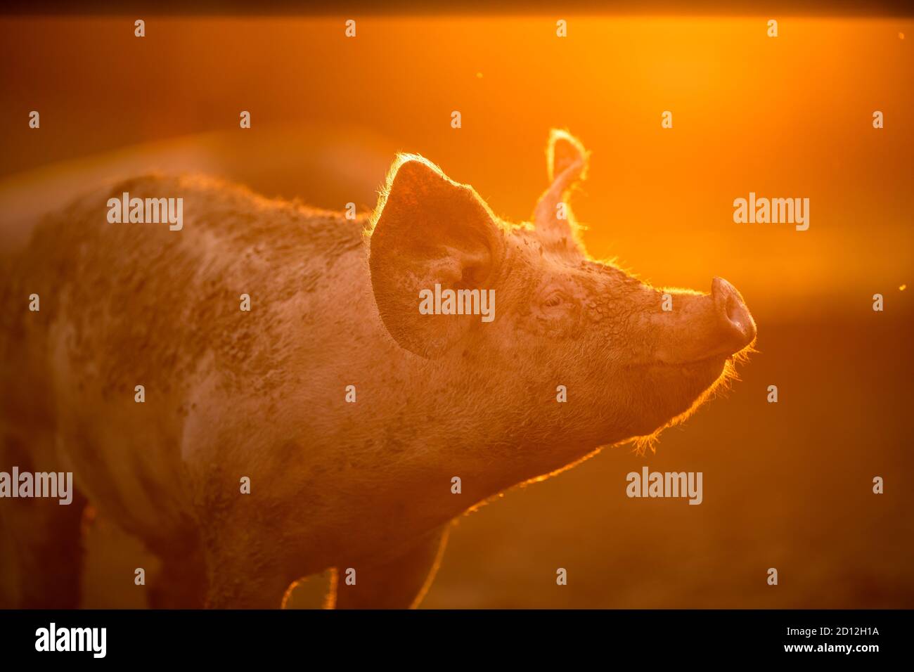 Pigs eating on a meadow in an organic meat farm - telephoto lens shot ...