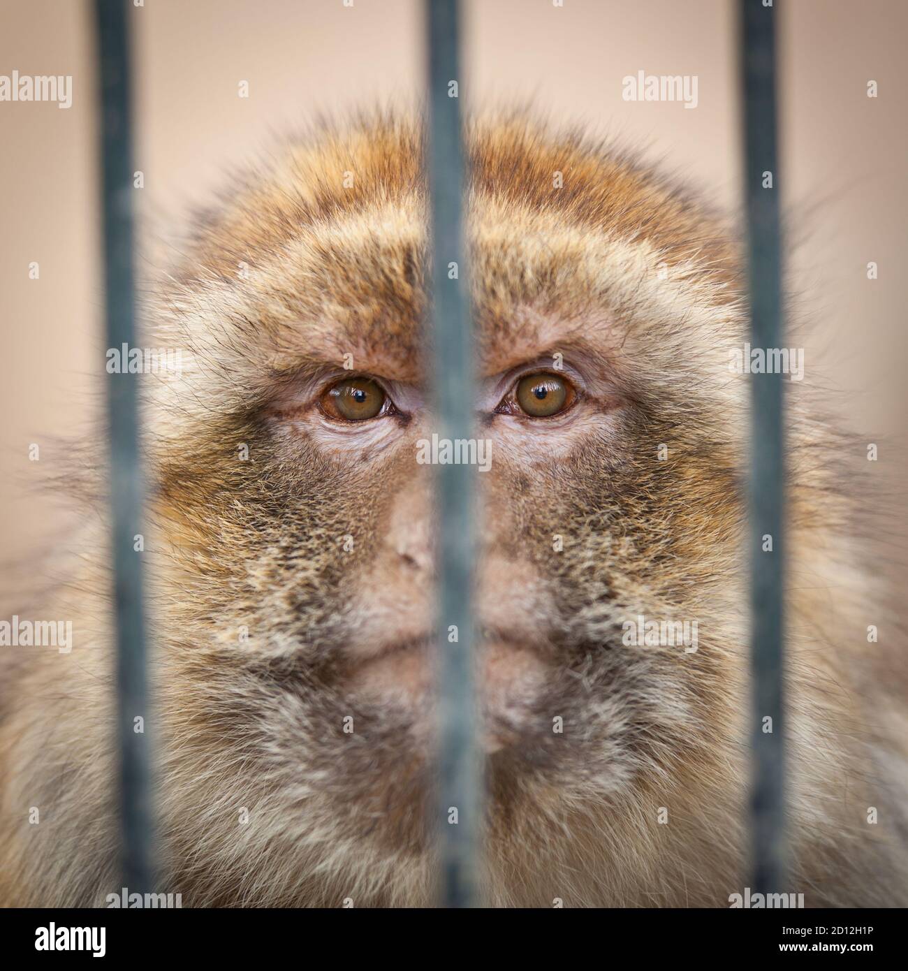 caged - monkey behind bars of a cage in a zoo Stock Photo - Alamy