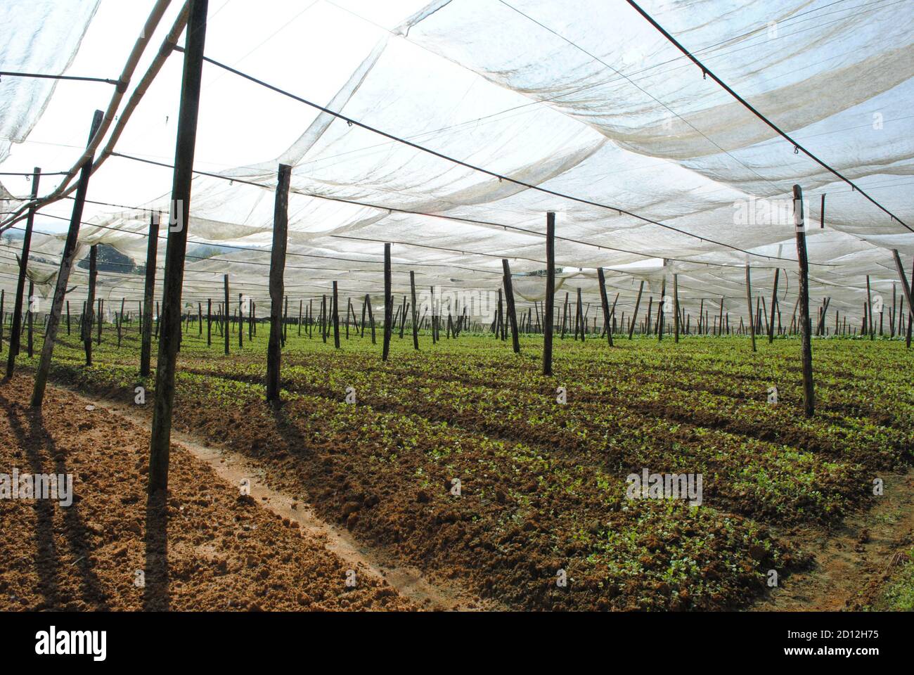 Vegetable field in net house Stock Photo - Alamy
