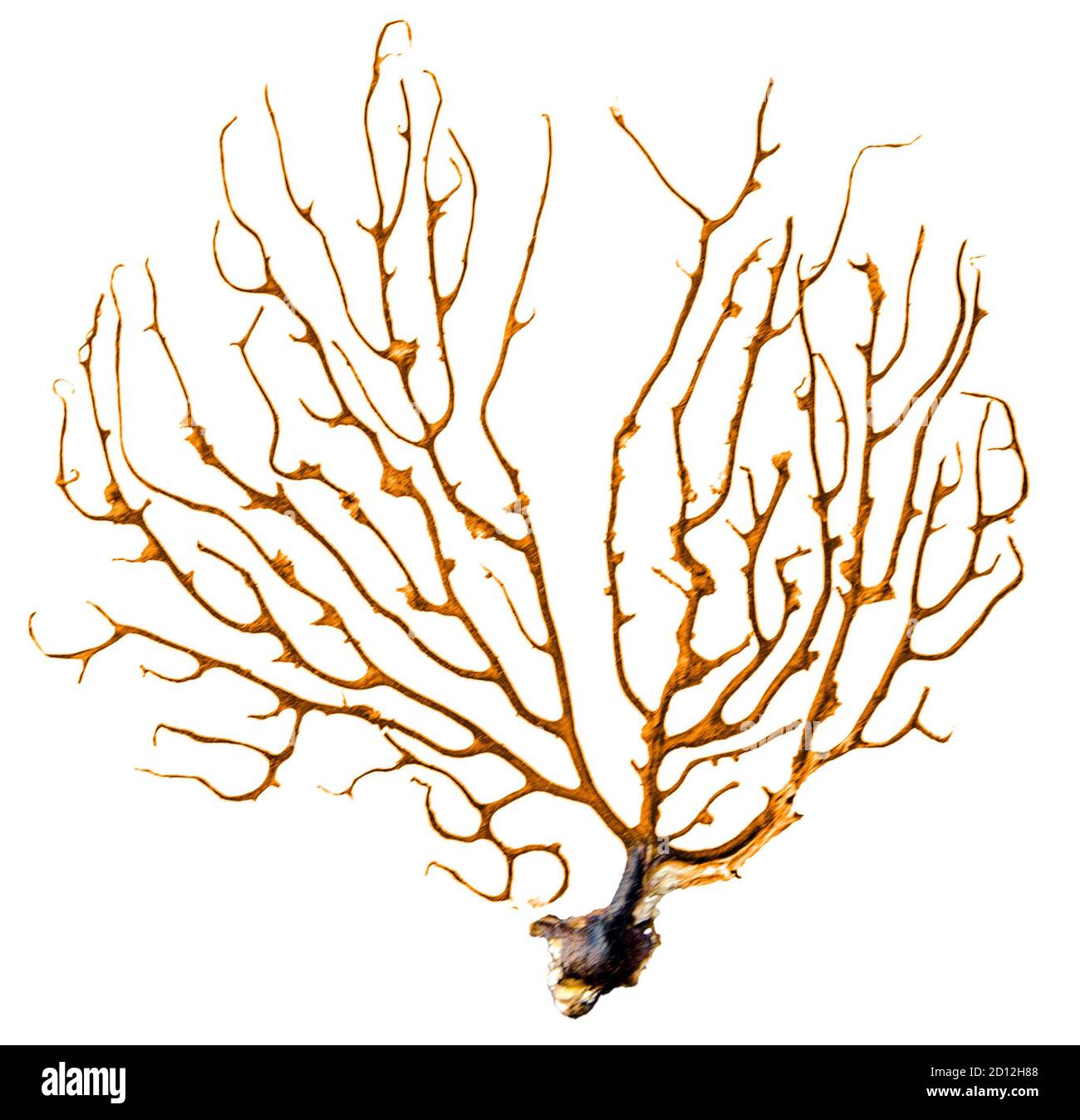 Dry algae isolated on white background Stock Photo - Alamy