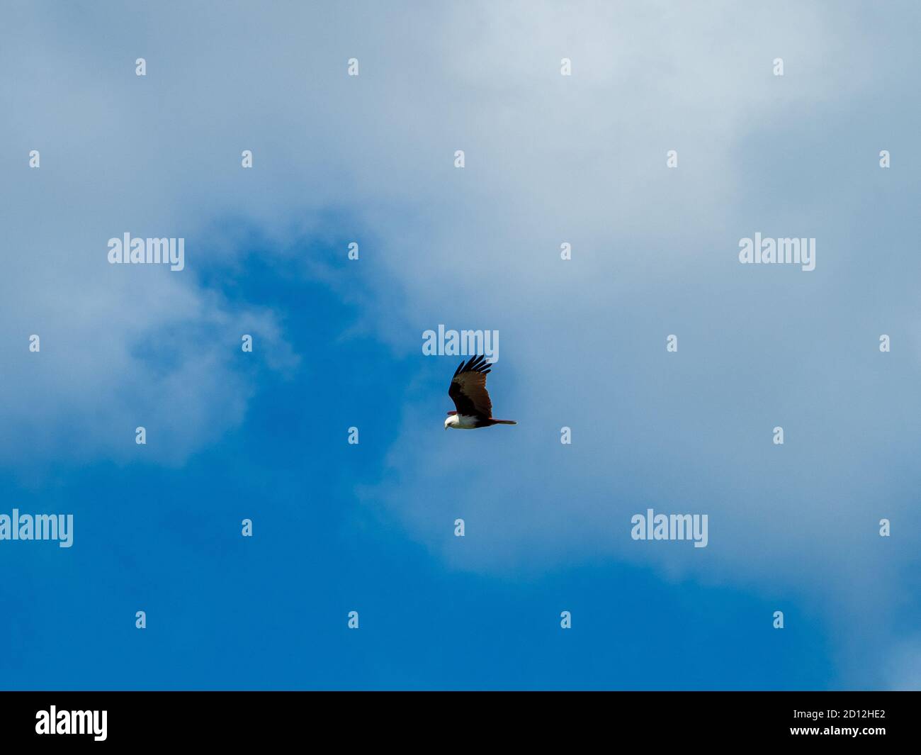 Red backed Sea Eagle flying high, wings raised, looking for prey, blue ...