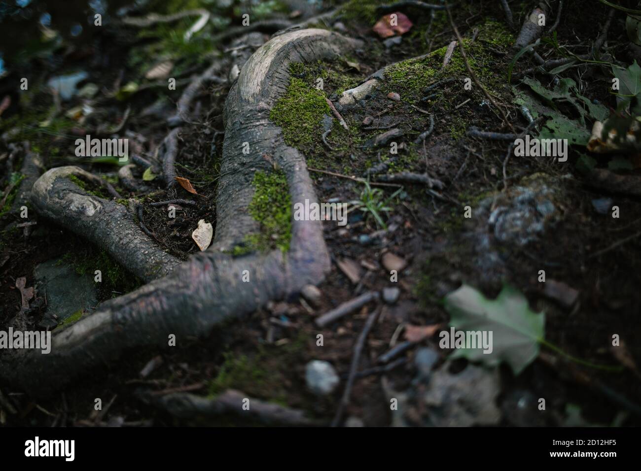 Closeup shot of tree roots on the ground Stock Photo - Alamy