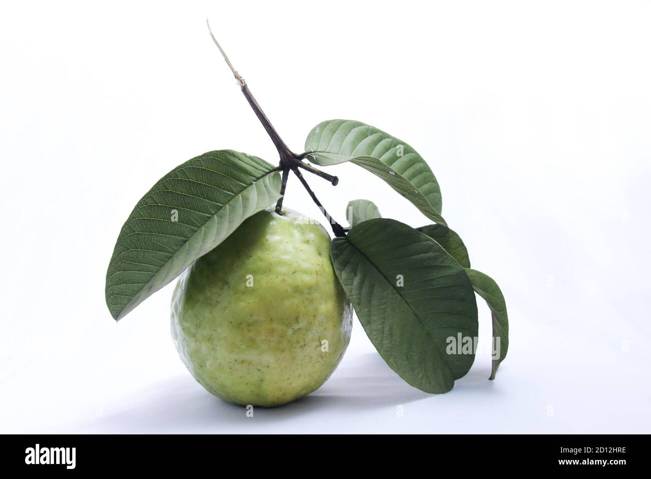 fresh green guava isolated white background. Green leaves and guava ...