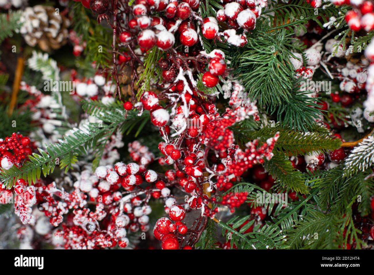 frozen red oak holly berry close-up. Holly branches are a chaotic ...