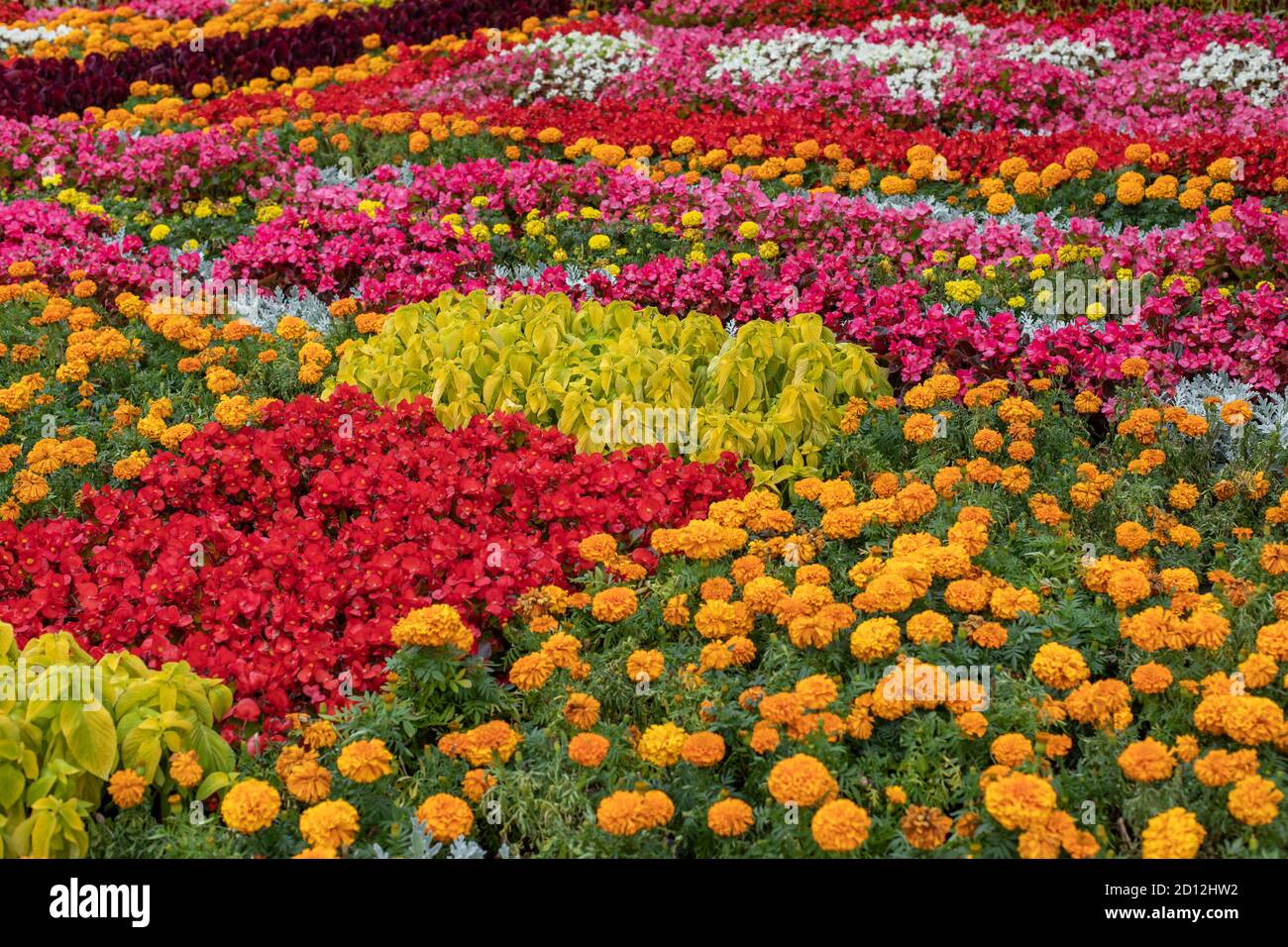 Chess planting of coleus, marigold, begonia plants. Landscaping using ...