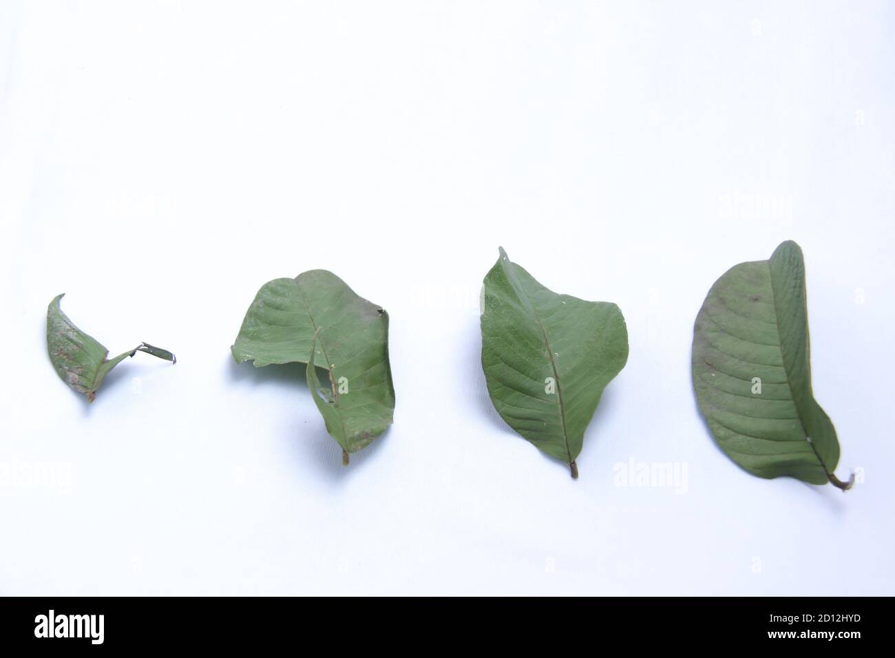 variations of guava leaves with isolated white background. Guava leaves ...