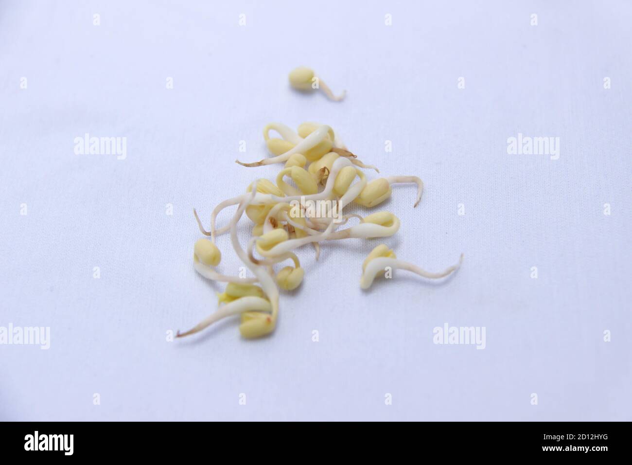 sprouts with isolated white background. sprouts for food flavoring ...