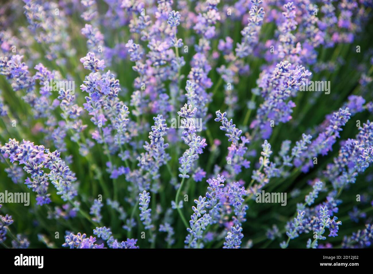Sunset over a violet lavender field in Greece Stock Photo - Alamy