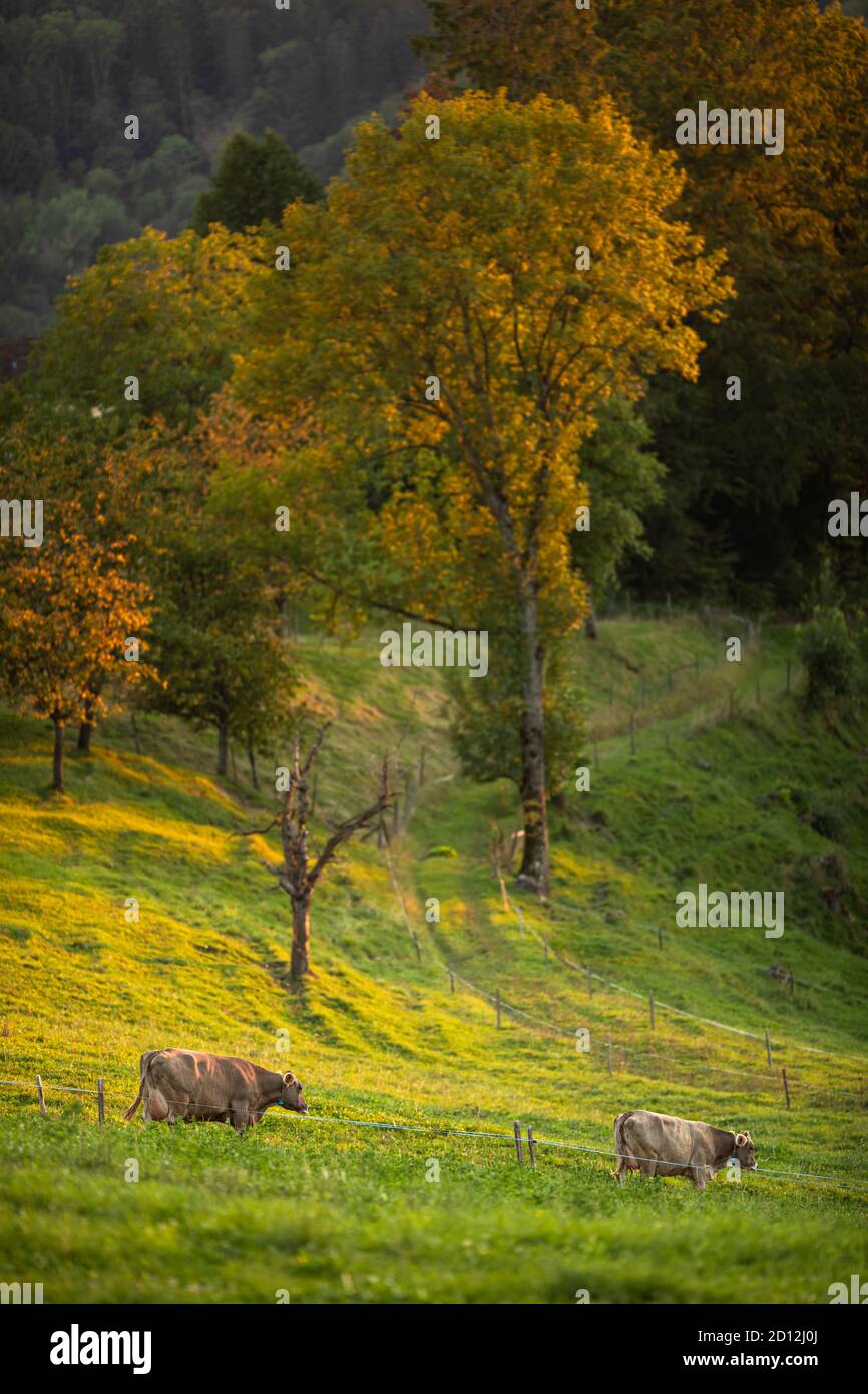 Cows going home from pasture at the close of the day - Regenerative ...