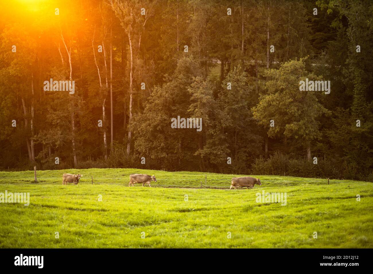 Cows going home hi-res stock photography and images - Alamy