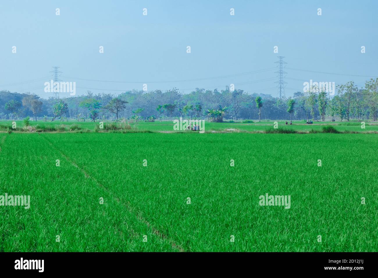 Fresh green rice plant Stock Photo - Alamy