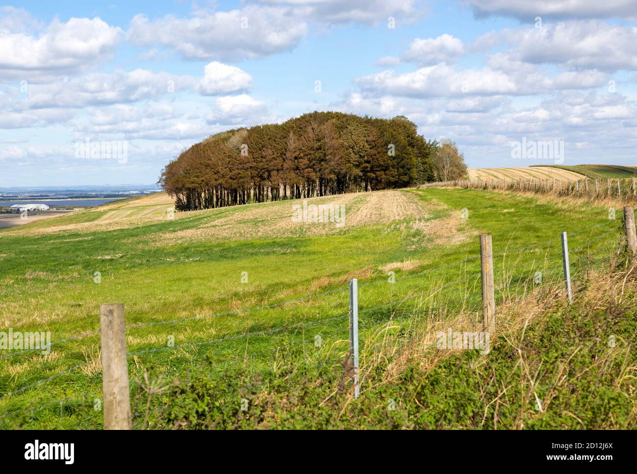 Clump small copse of beech trees,Fagus sylvatica, chalk scarp slope ...